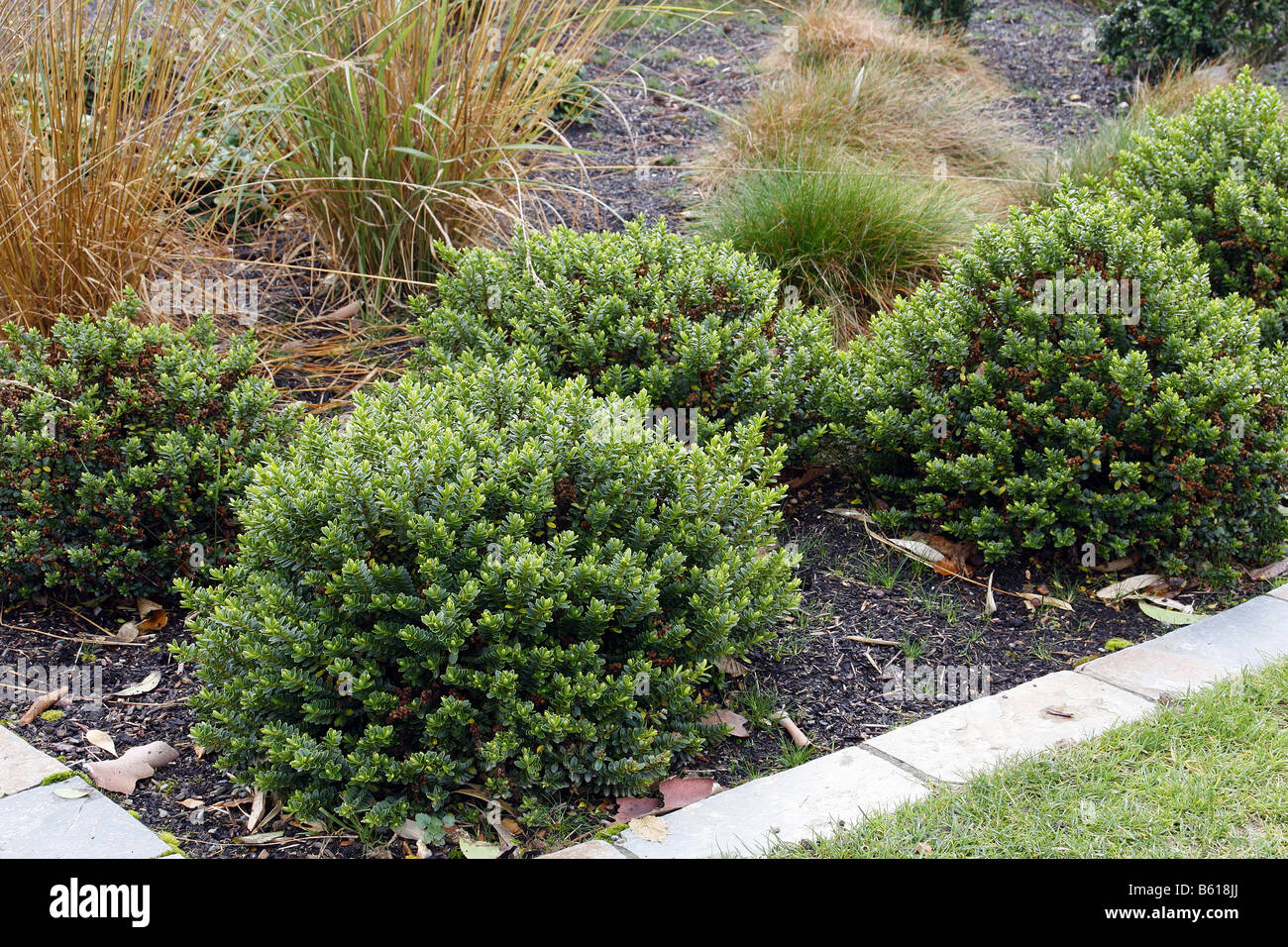 Evergreen hebe hi-res stock photography and images - Alamy