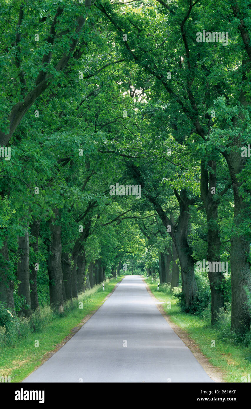 Country lane lined with Oak trees, Mecklenburg-Western Pomerania Stock ...