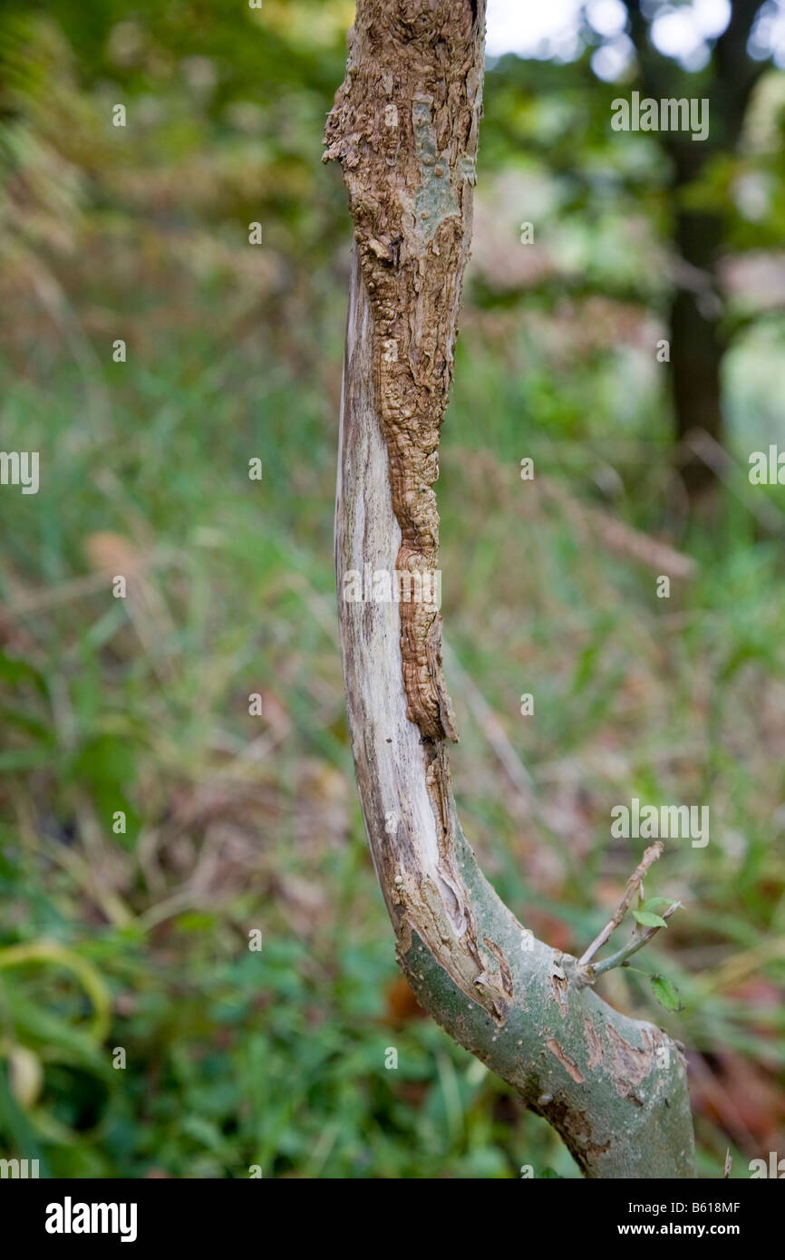 Squirrel damage hi-res stock photography and images - Alamy