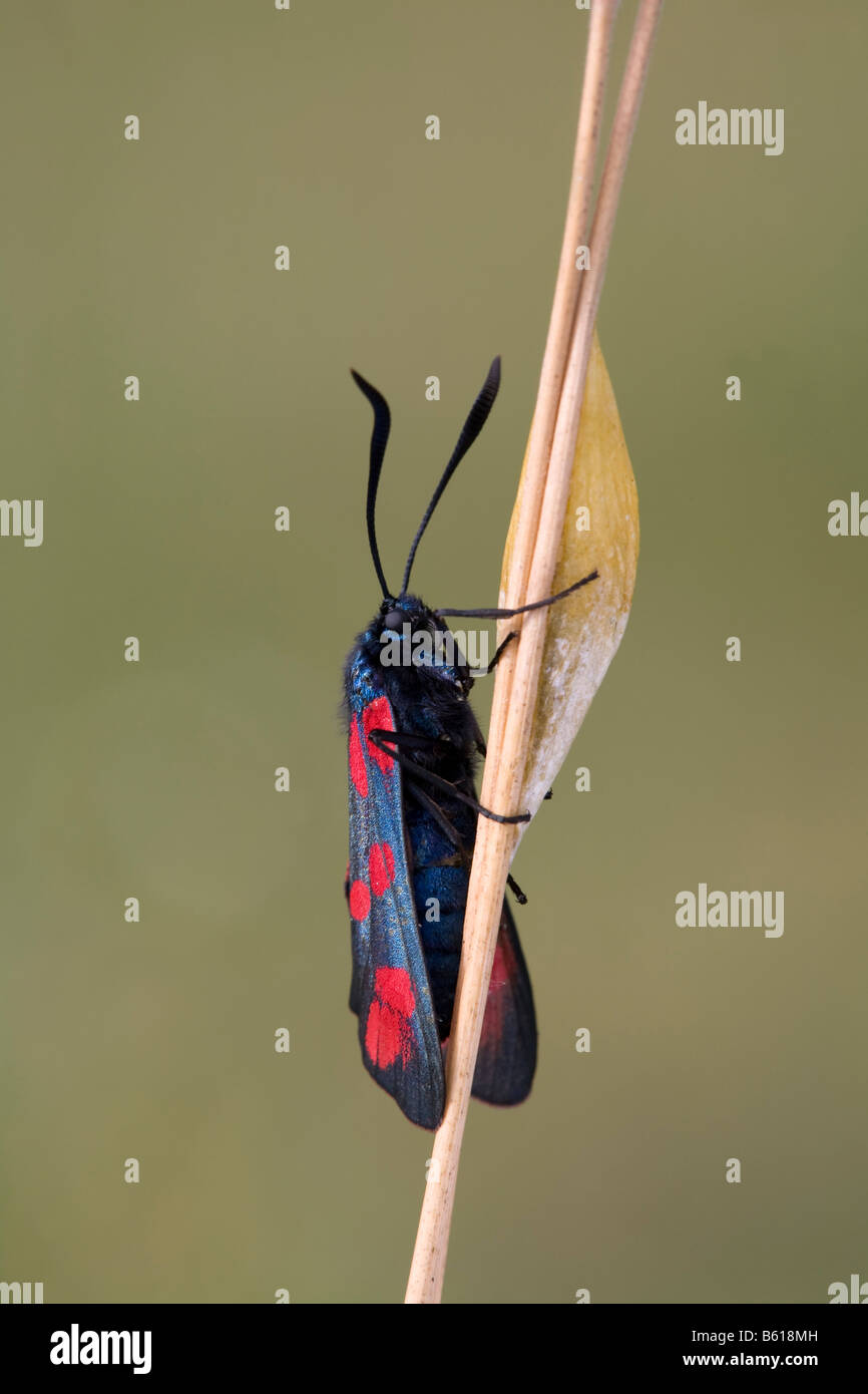 Burnet Moth Cocoon High Resolution Stock Photography and Images - Alamy