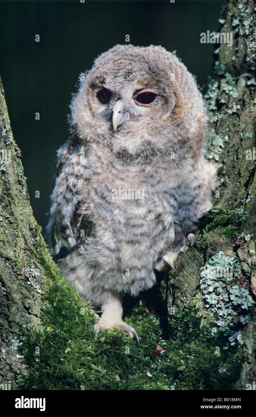 Nestling hi-res stock photography and images - Alamy