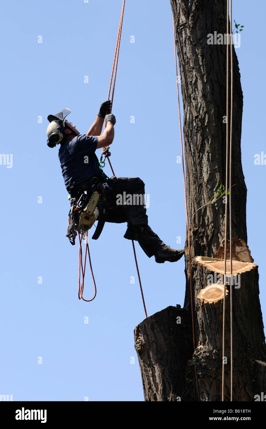 Pulling trees hi-res stock photography and images - Alamy