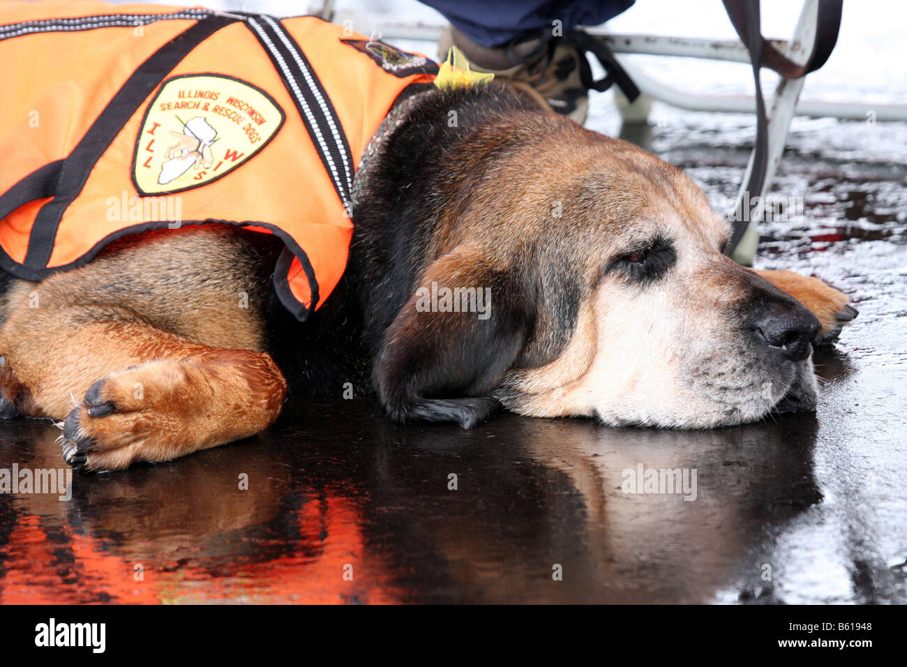 History Search And Rescue Dogs