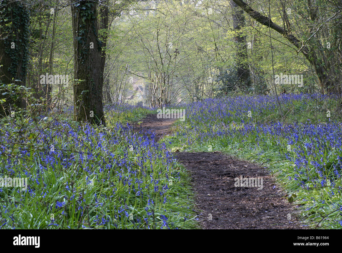Bluebell woodland blue green hi-res stock photography and images - Alamy