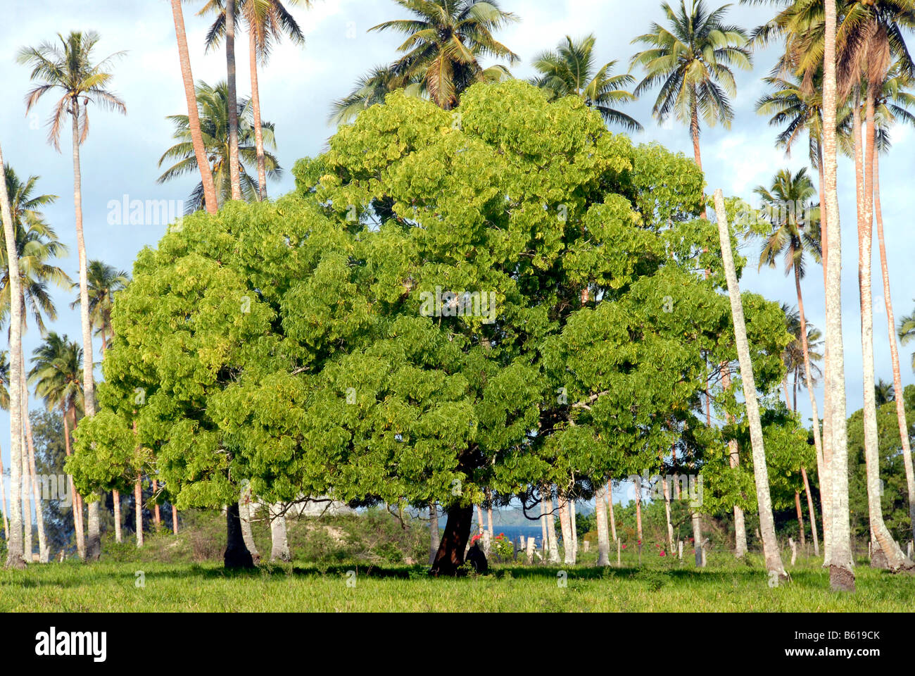 Trees Efate island Vanuatu Stock Photo - Alamy