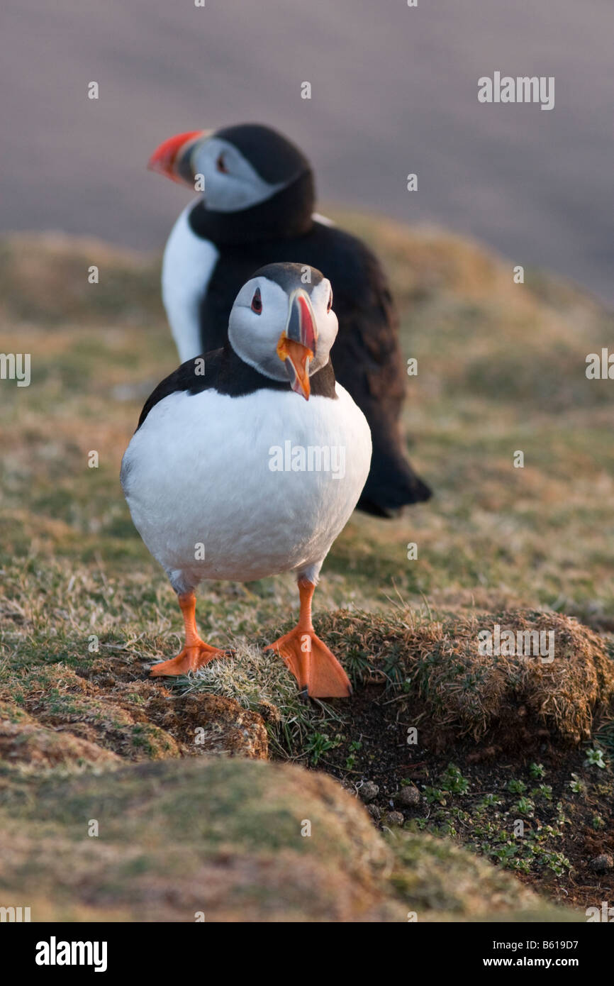 Puffin Fair Isle Shetland Stock Photo - Alamy
