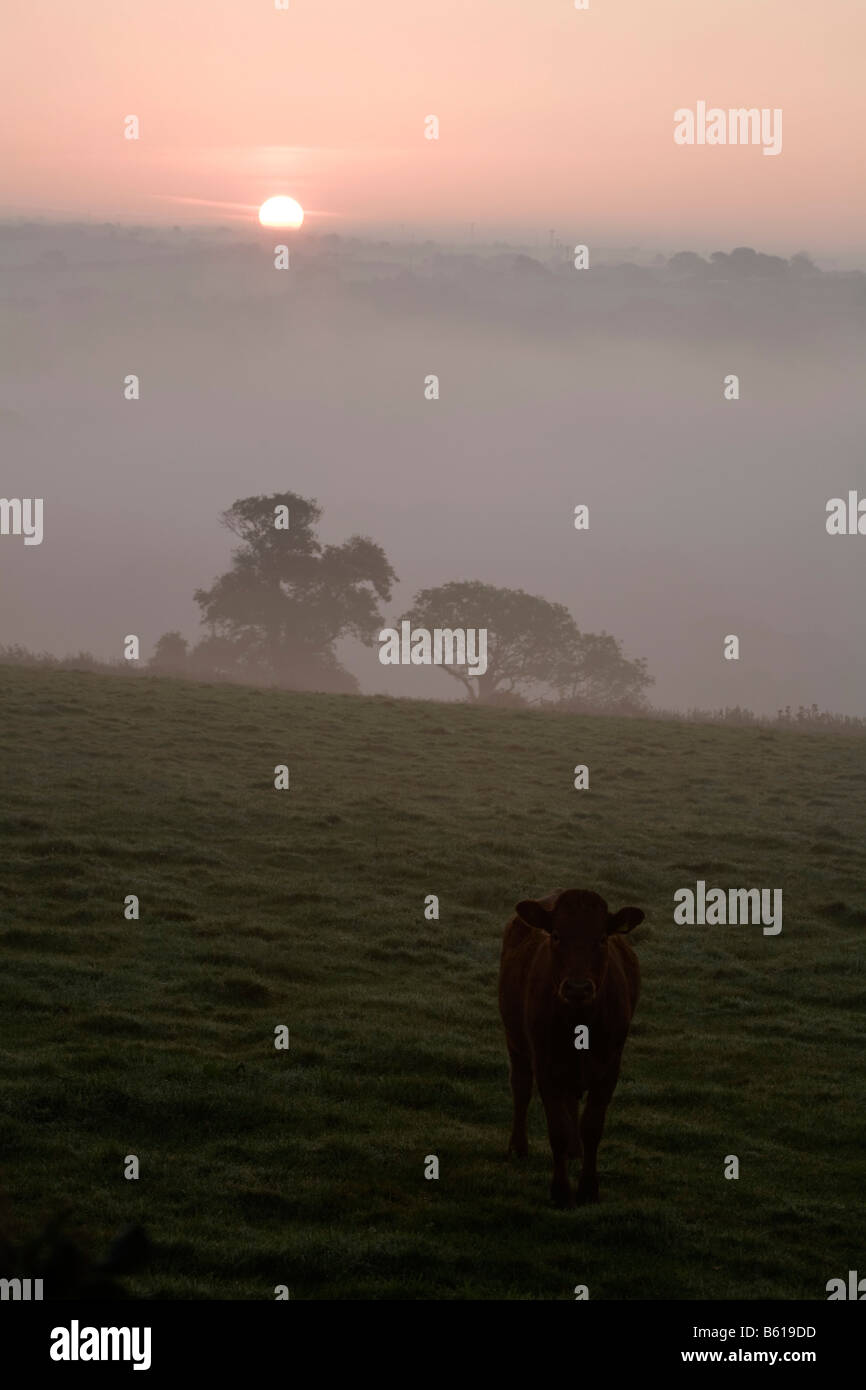 Mist early hi-res stock photography and images - Alamy