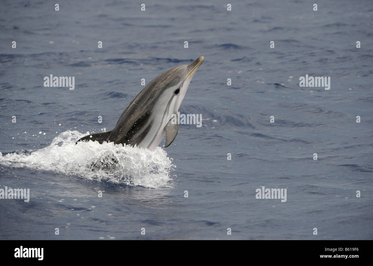 Jumping Striped Dolphin (Stenella coeruleoalba) in the Mediterranean ...