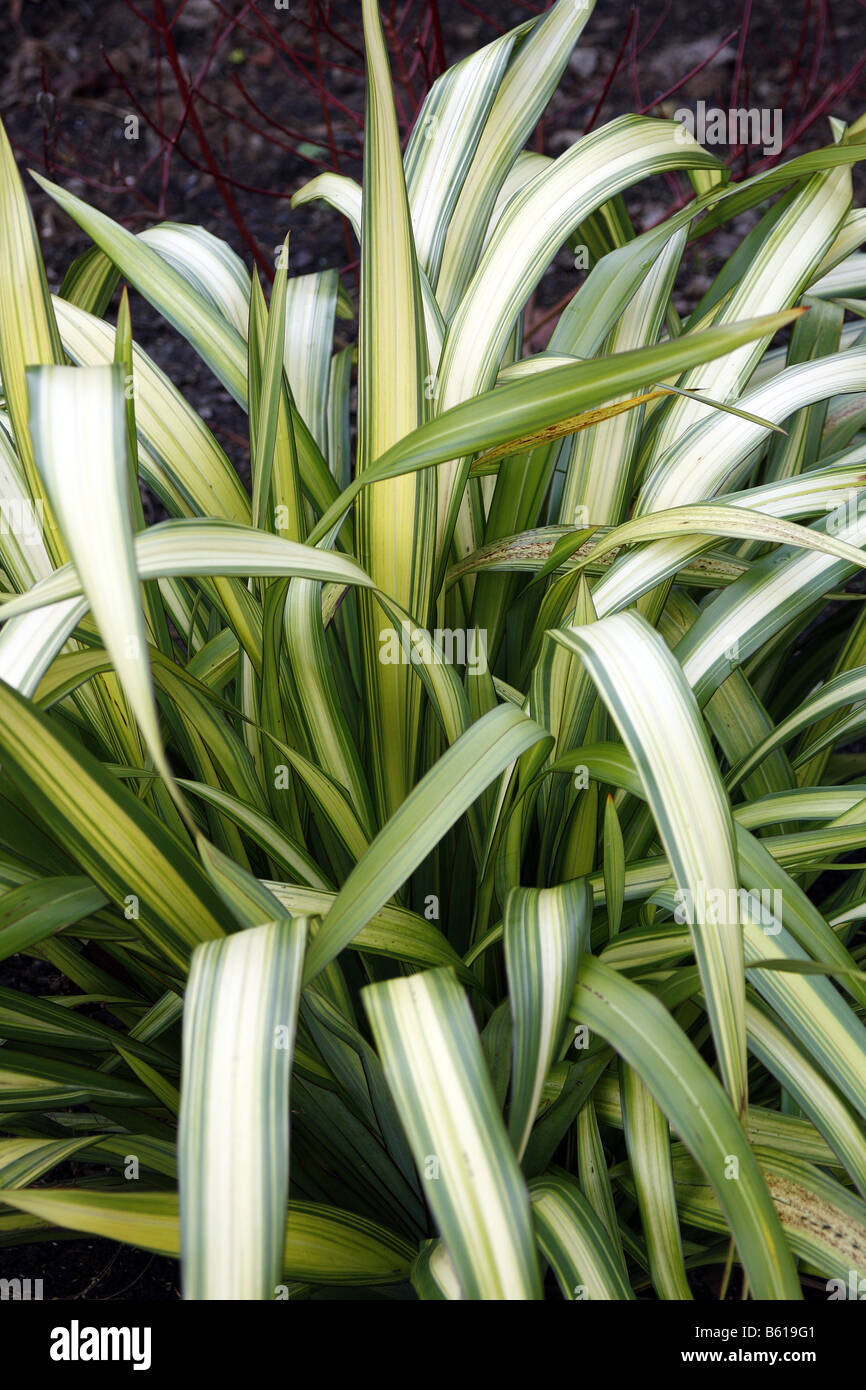 PHORMIUM YELLOW WAVE AGM Stock Photo - Alamy
