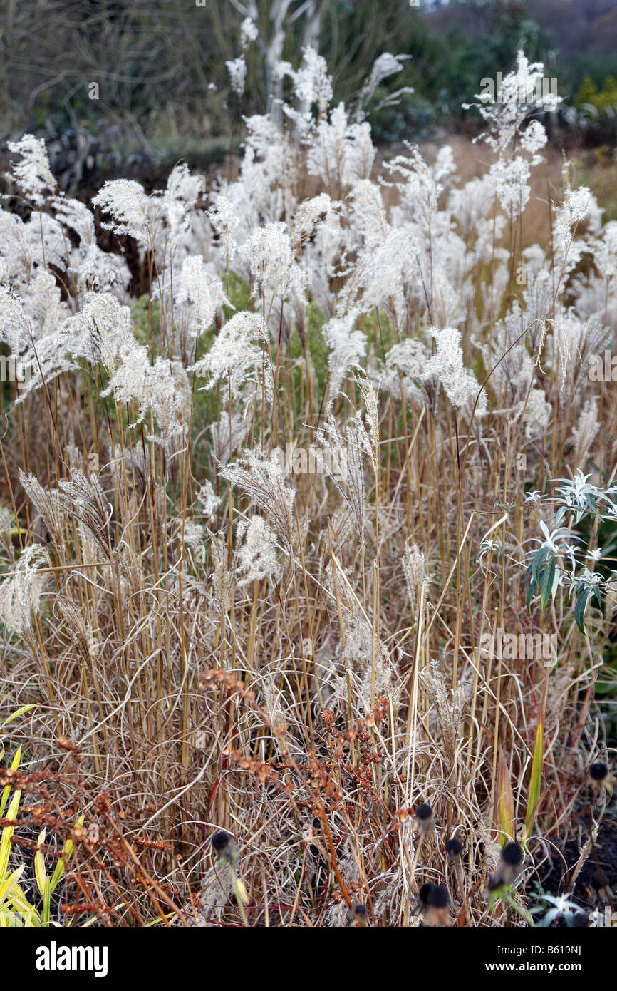 Miscanthus Sinensis Ferner Osten
