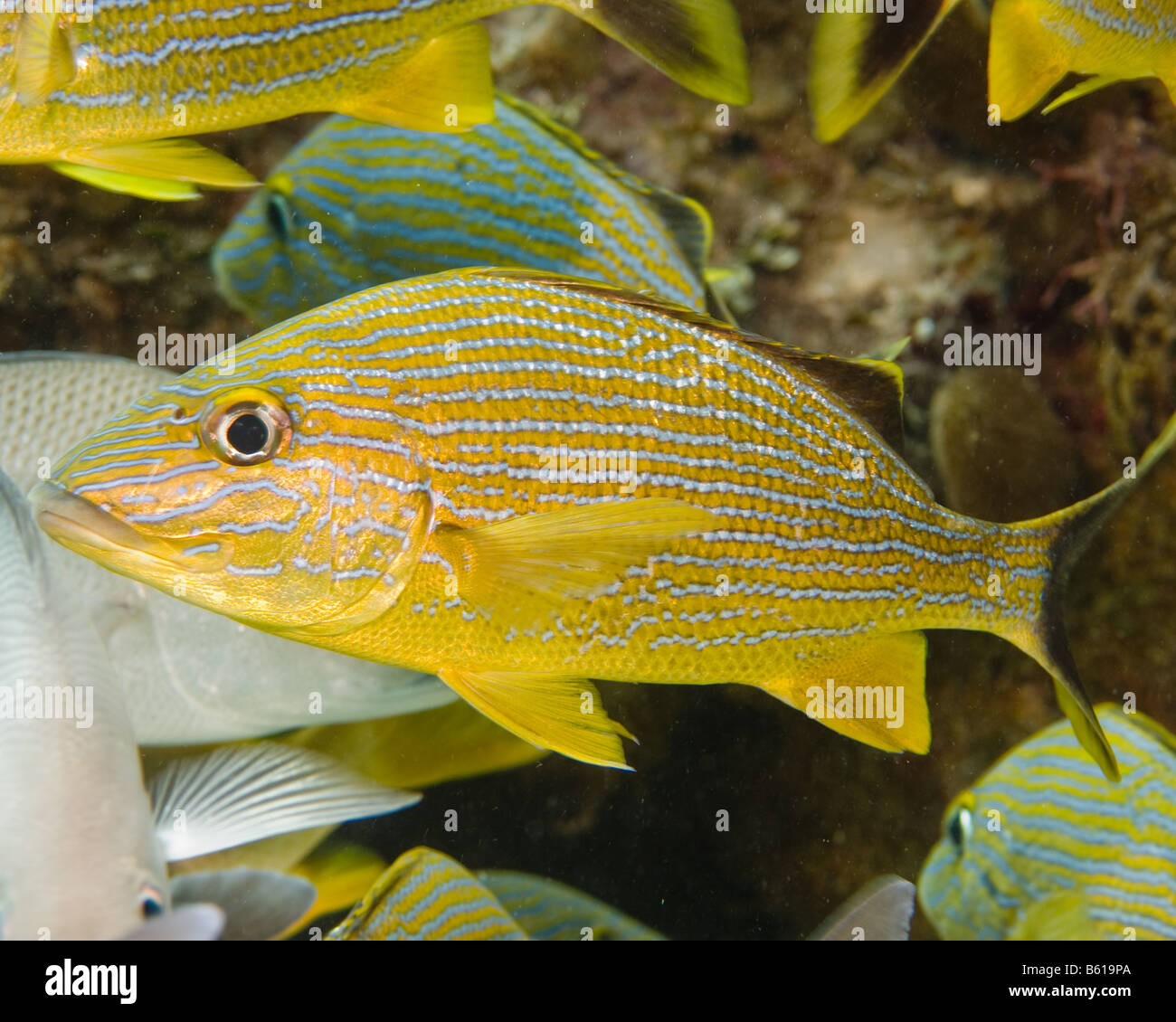 A Ceasar Grunt poses for the camera from within the safety of a large ...