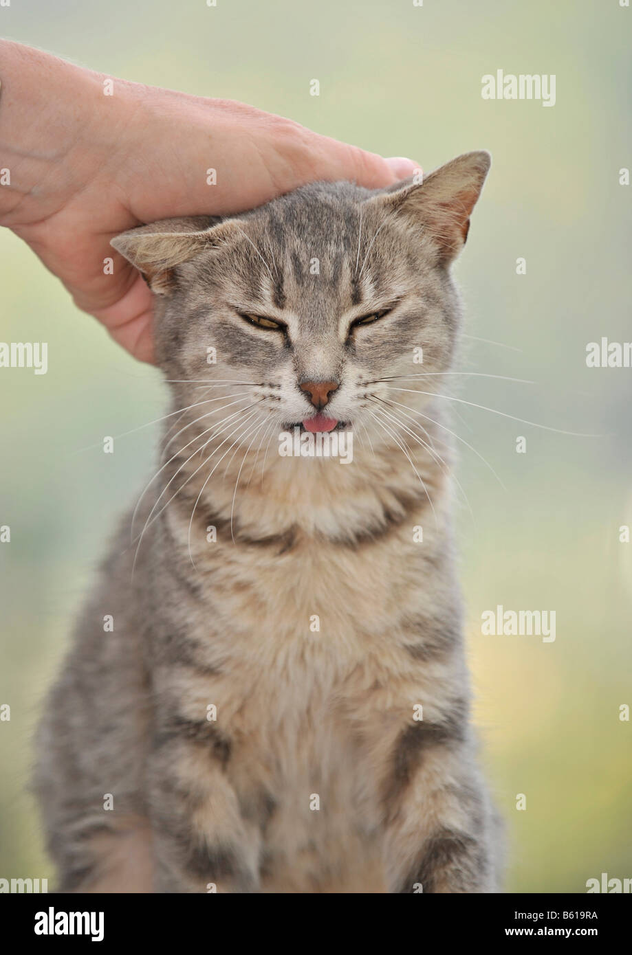 Cat hand not reach hi-res stock photography and images - Alamy