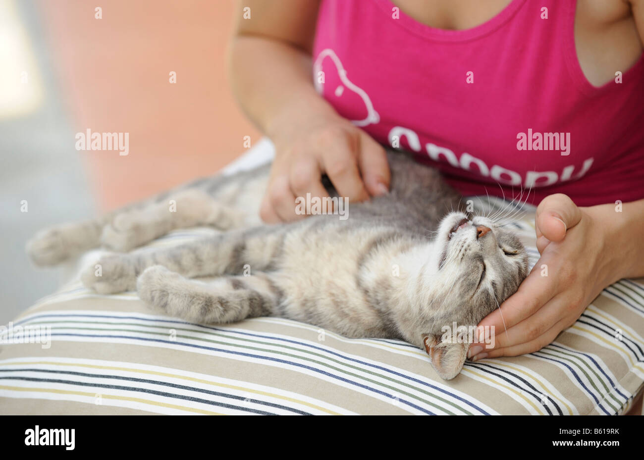 Girl stroking a cat, cat enjoying it Stock Photo - Alamy