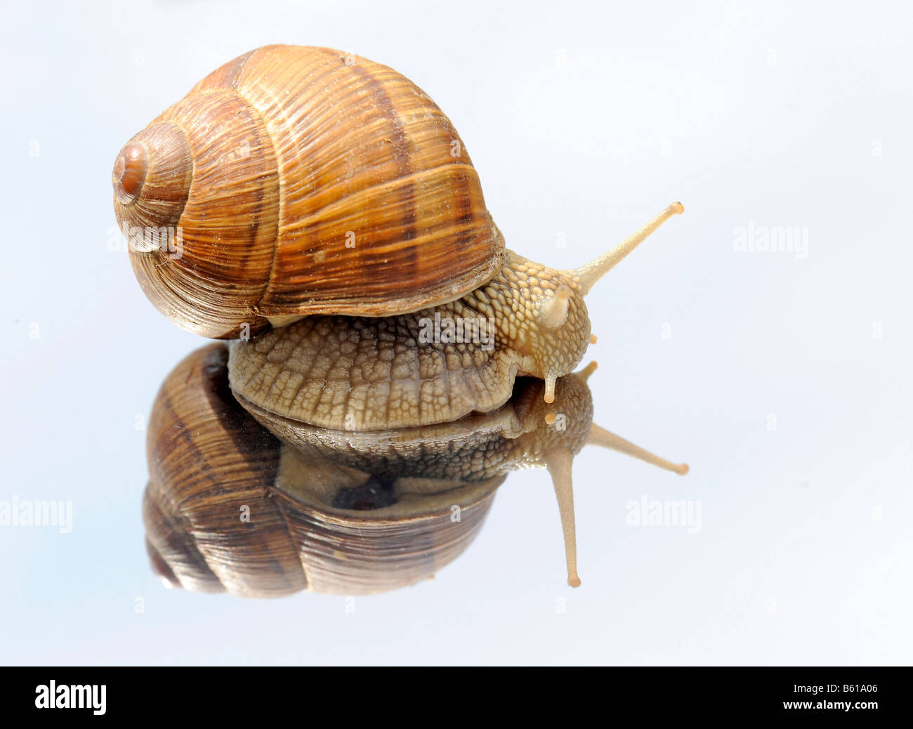 Helix shell roman snail hi-res stock photography and images - Alamy
