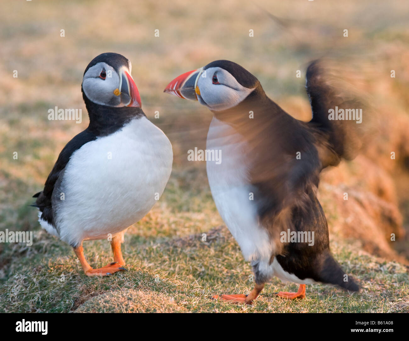 Two puffins one flapping wings Fair Isle Shetland Stock Photo - Alamy