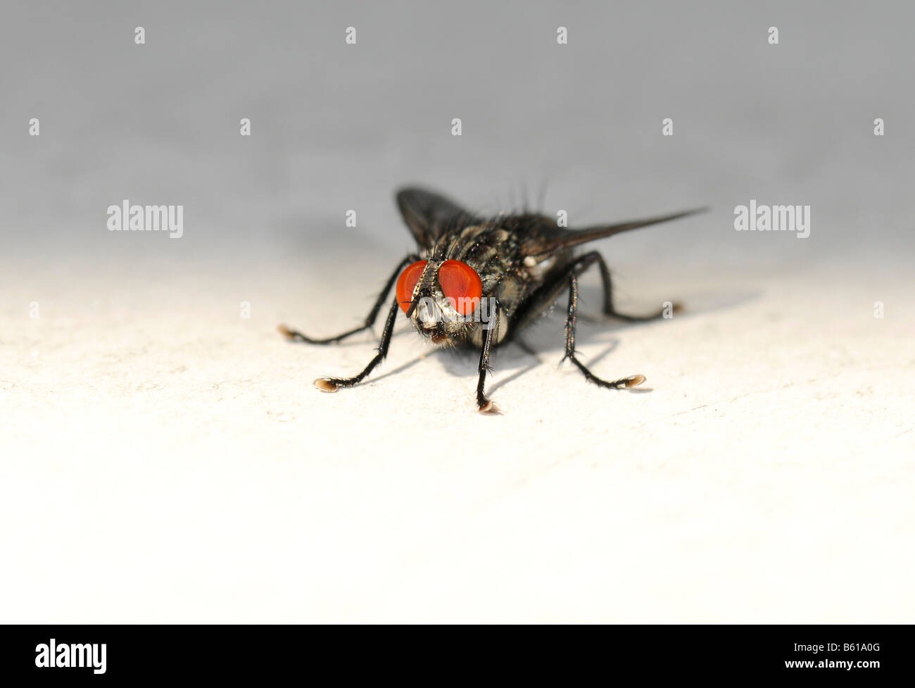 House flies musca domestica hi-res stock photography and images - Alamy