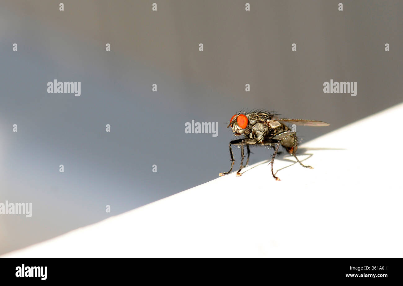 House flies musca domestica hi-res stock photography and images - Alamy