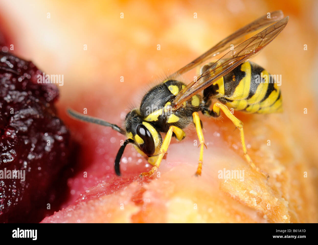 German or European Wasp (Vespula germanica) nibbling cake Stock Photo ...