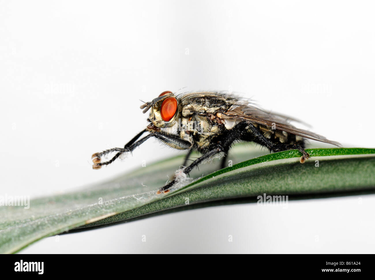 House flies musca domestica hi-res stock photography and images - Alamy