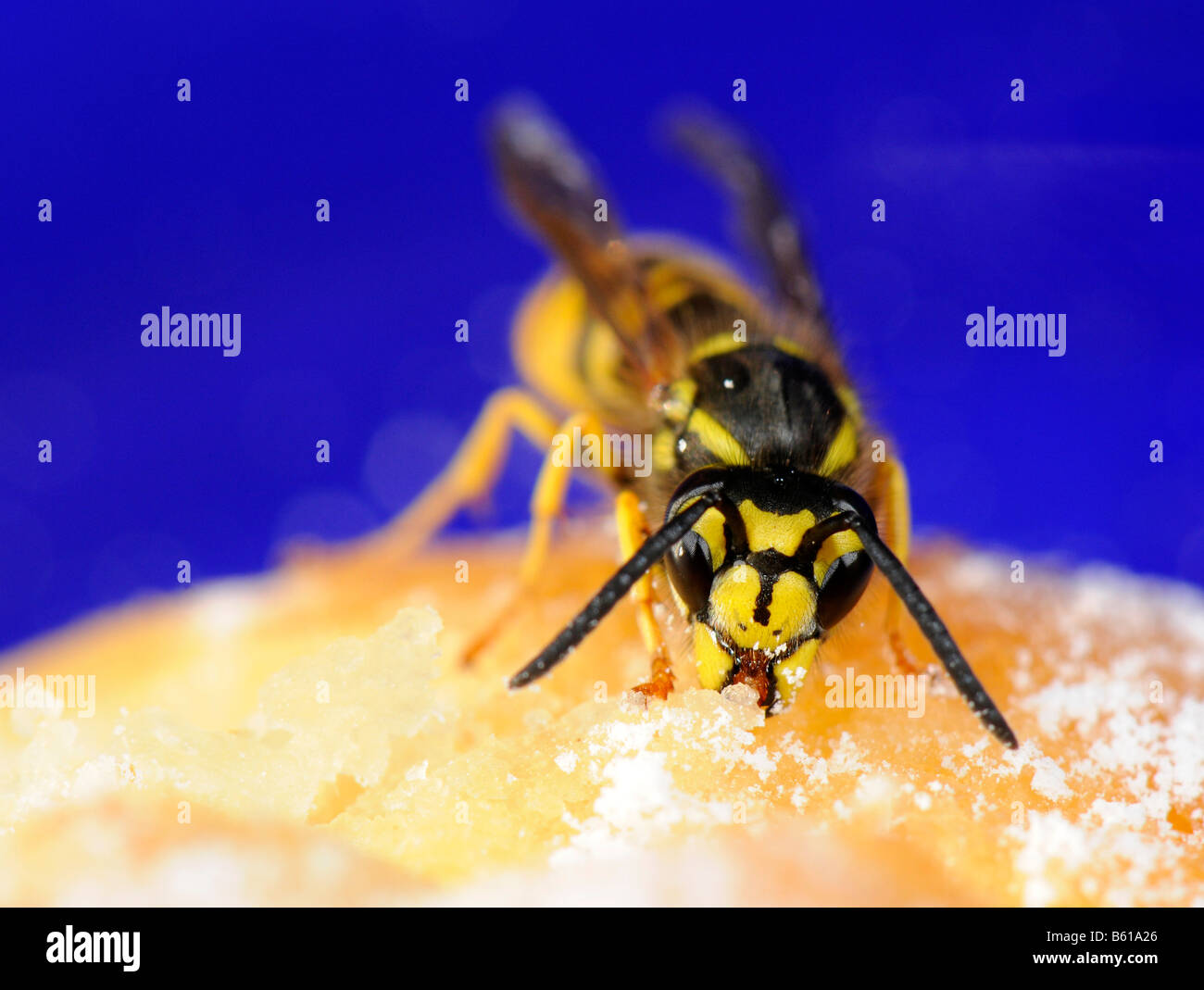 European wasp hi-res stock photography and images - Alamy