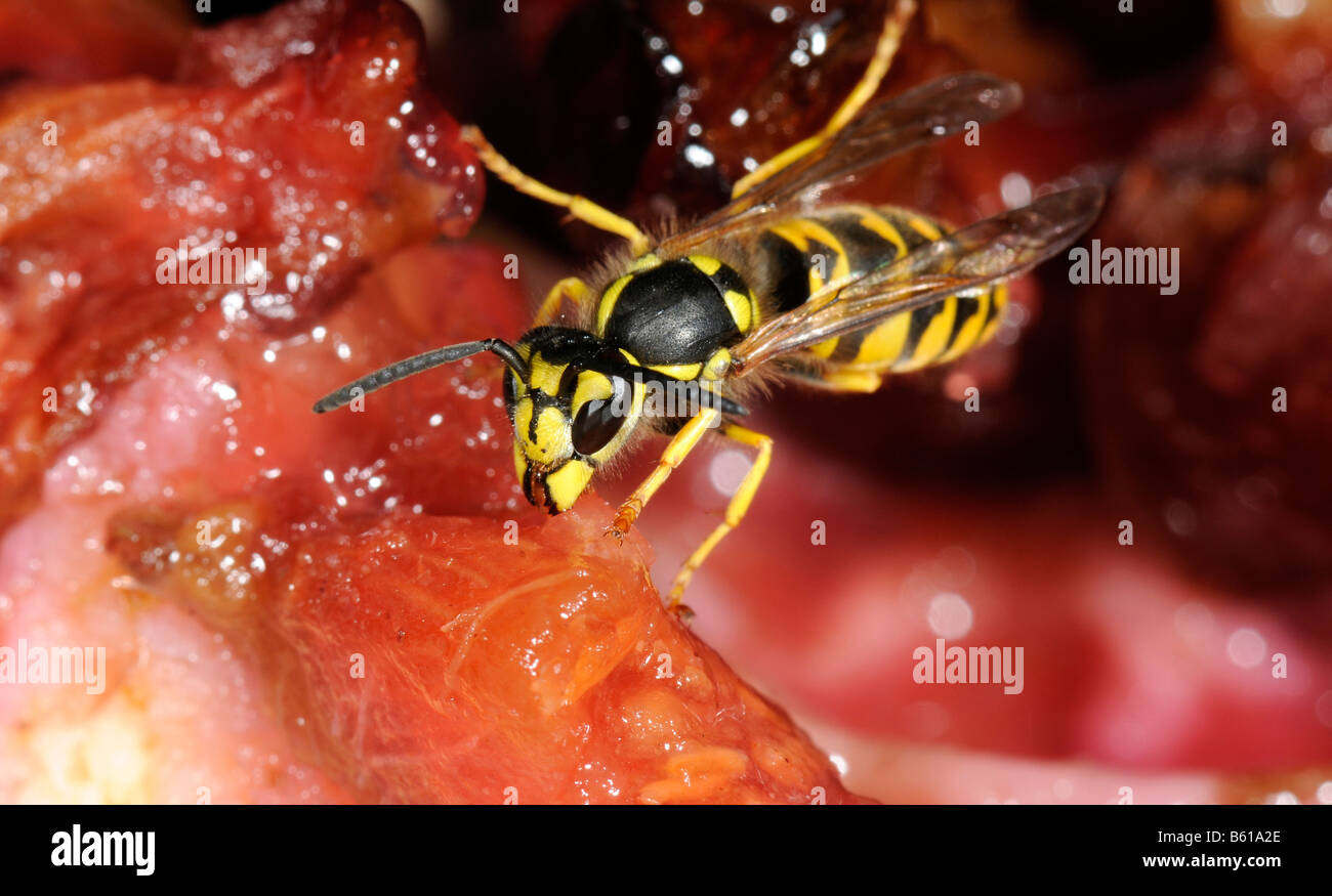 Cake wasp hi-res stock photography and images - Alamy