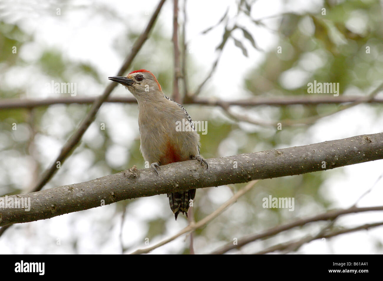 Panama orange tree hi-res stock photography and images - Alamy