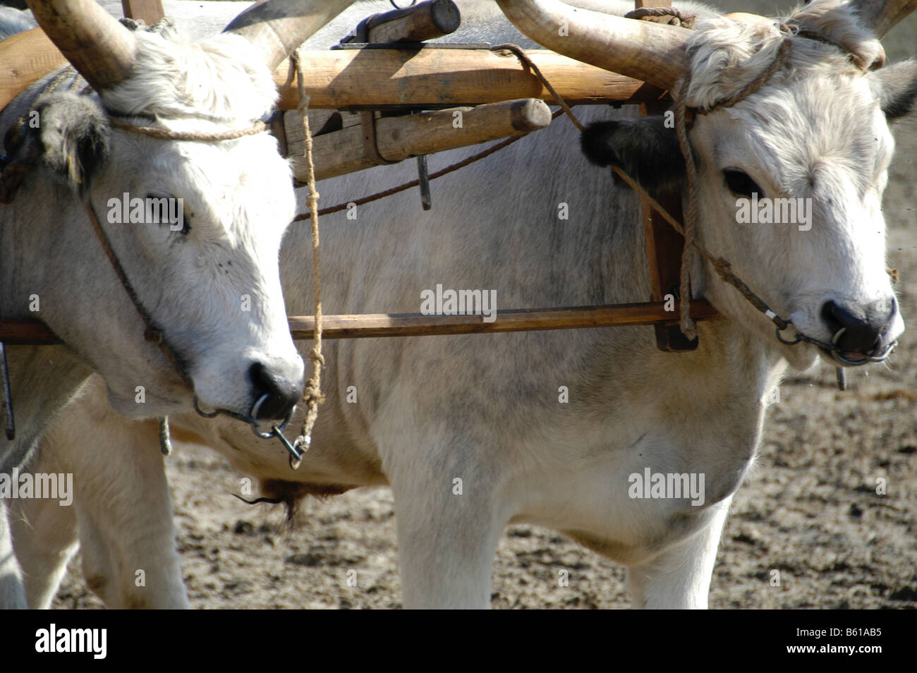 Hungary, Hungarian Gray, or Steppe, Cattle pulling a cart at a farm in ...