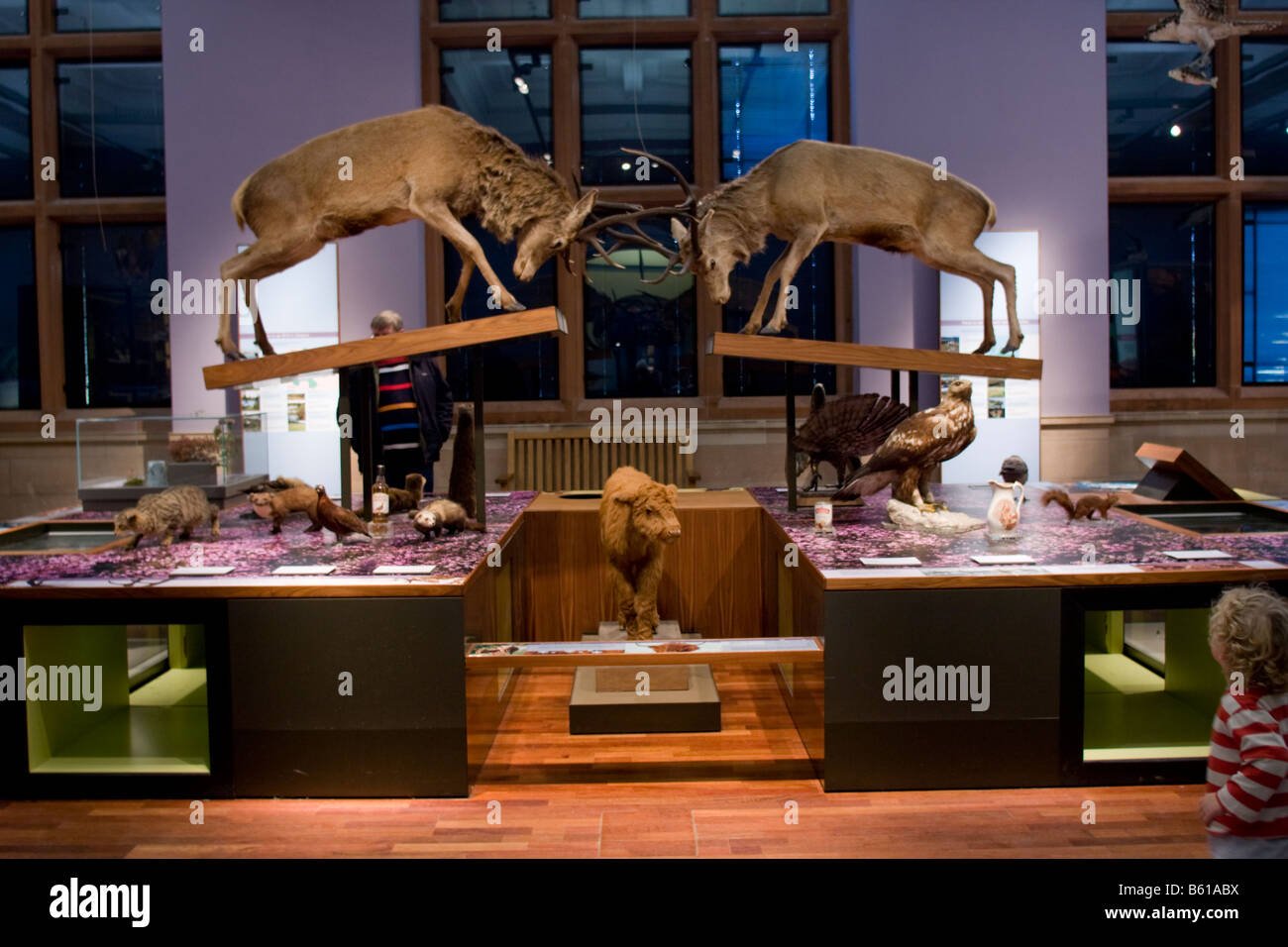 Stuffed animals in museum hi-res stock photography and images - Alamy