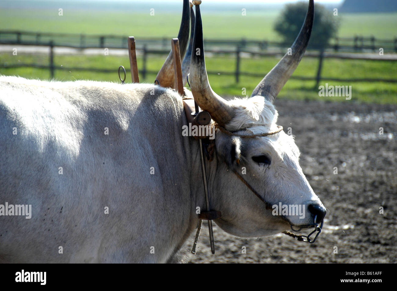 Pulling A Cart High Resolution Stock Photography and Images - Alamy