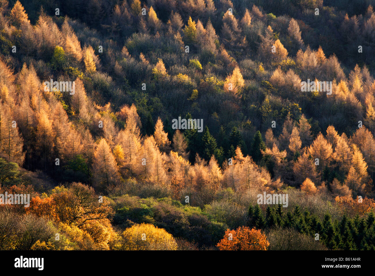 Backlit Autumn Trees Sutton Bank Yorkshire England Stock Photo - Alamy