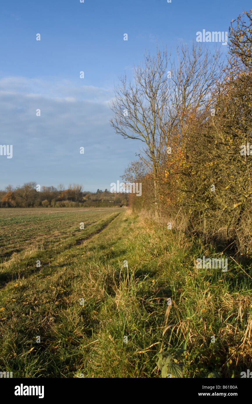 Bramble hedgerow field hi-res stock photography and images - Alamy