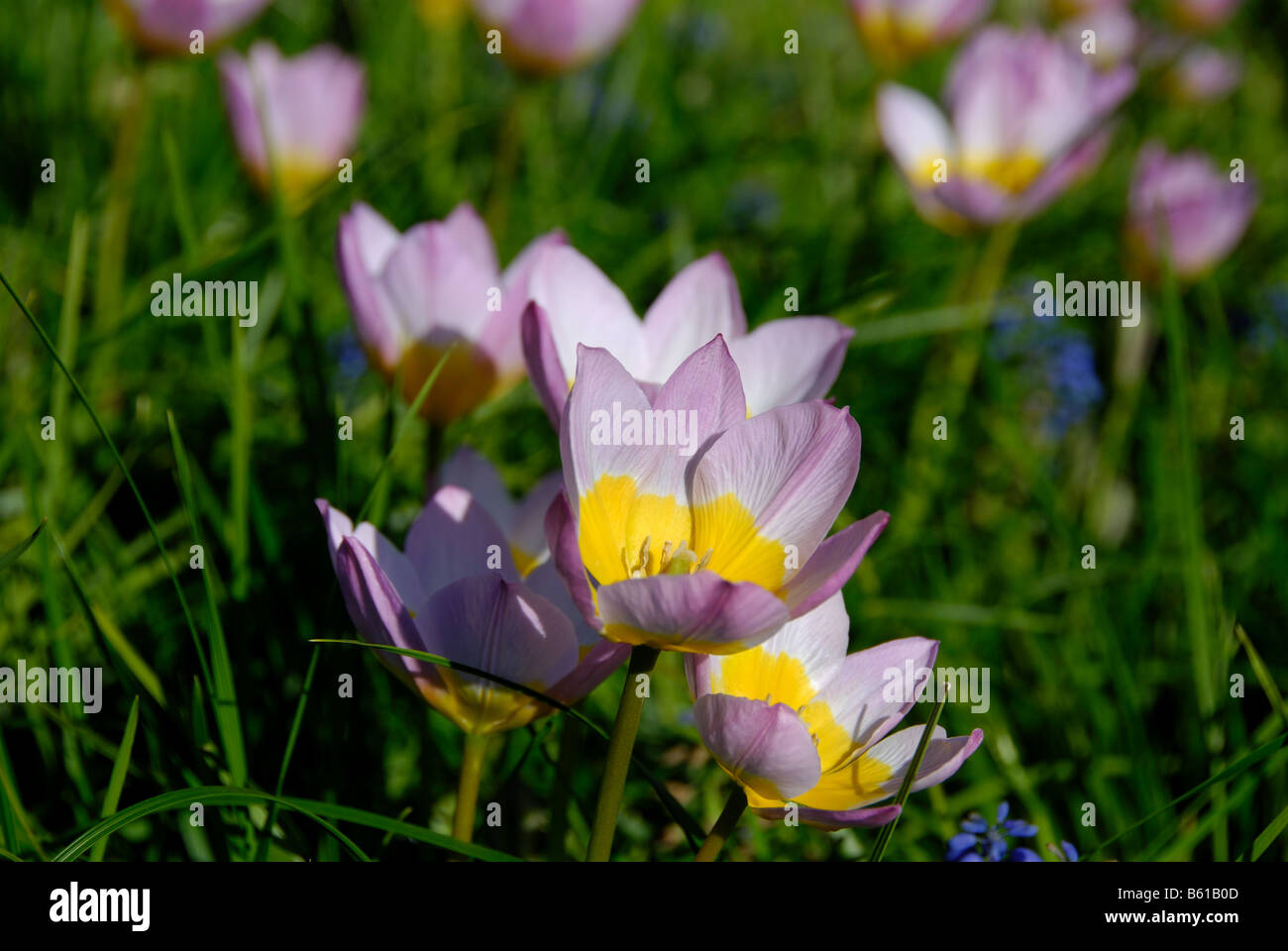 The unique blossoms of the early spring blooms of a Candia tulip Stock ...