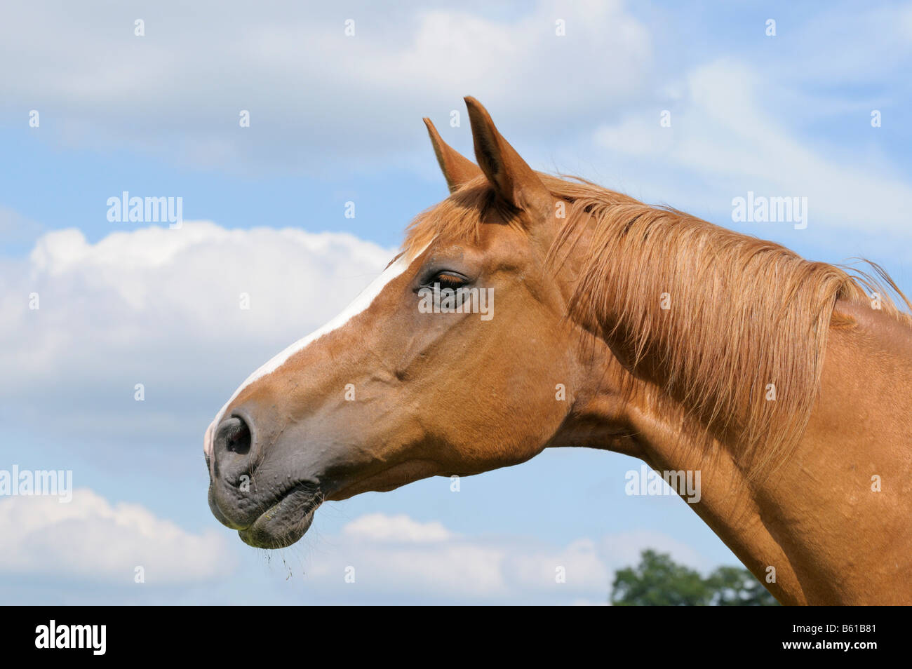 Portrait of a German horse in front of cloudy sky Stock Photo - Alamy