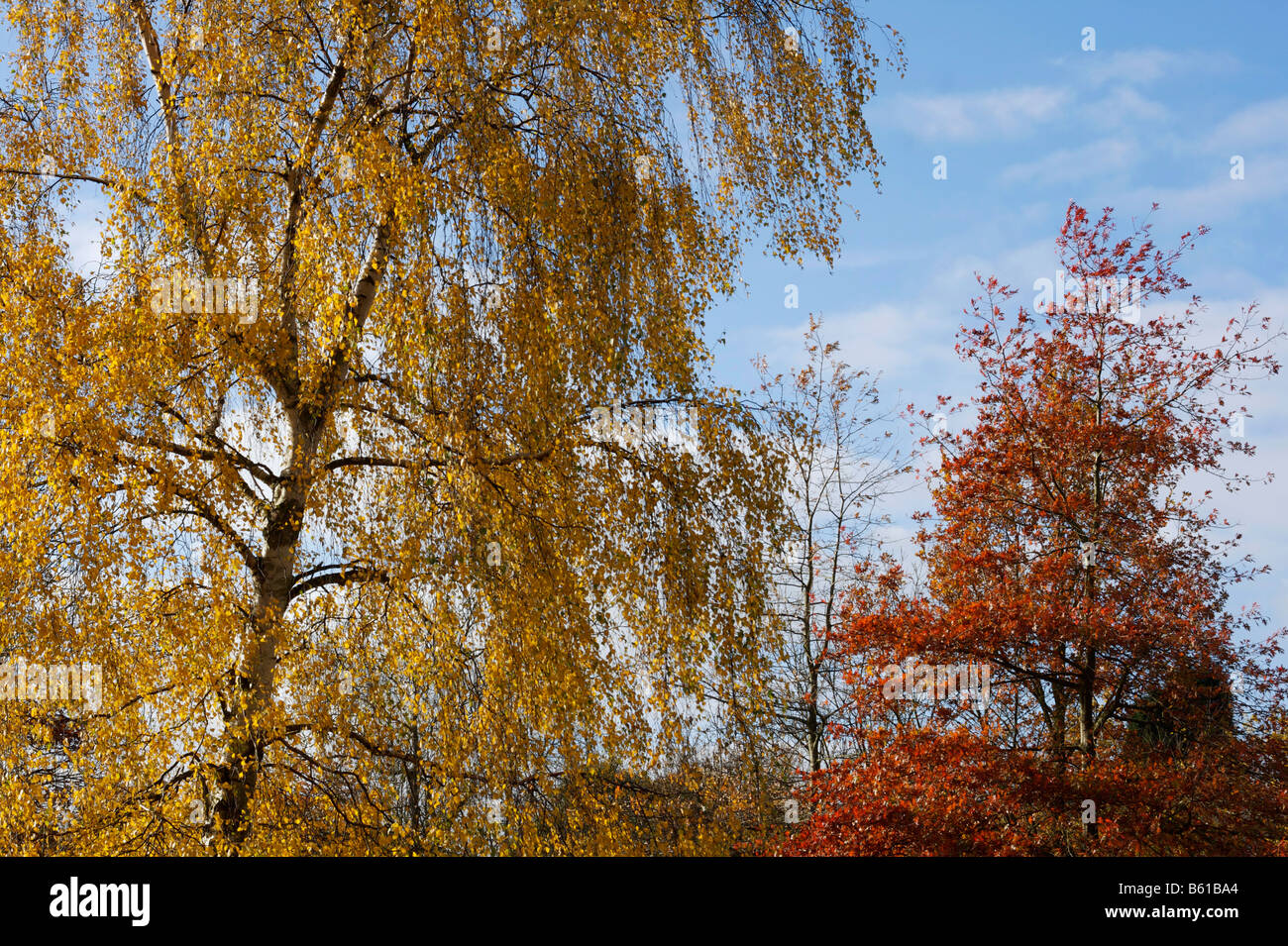 Golden top trees in autumn, England, UK Stock Photo - Alamy