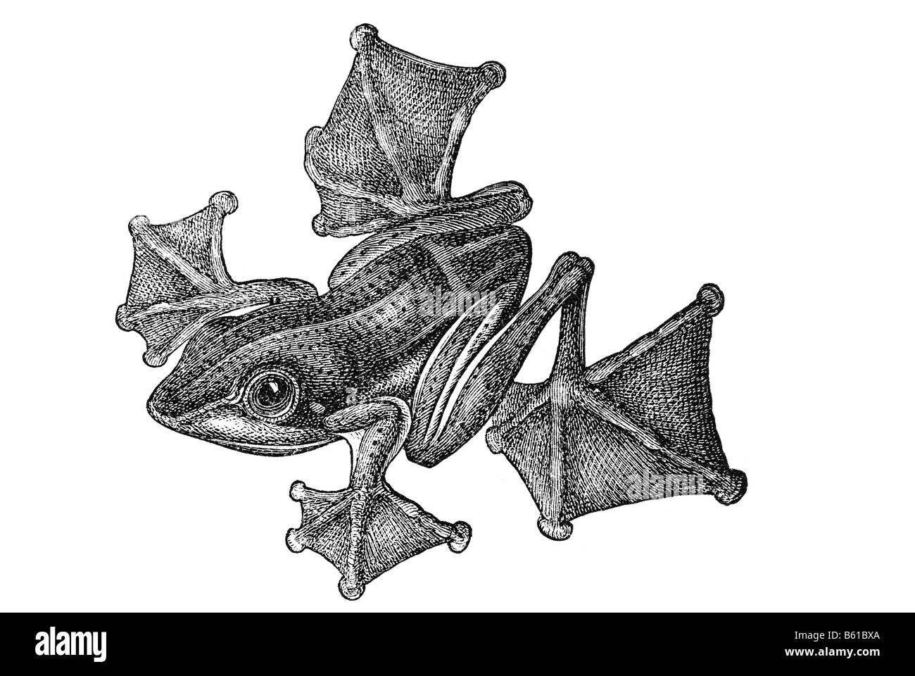 Flying Frog Drawing High Resolution Stock Photography and Images - Alamy