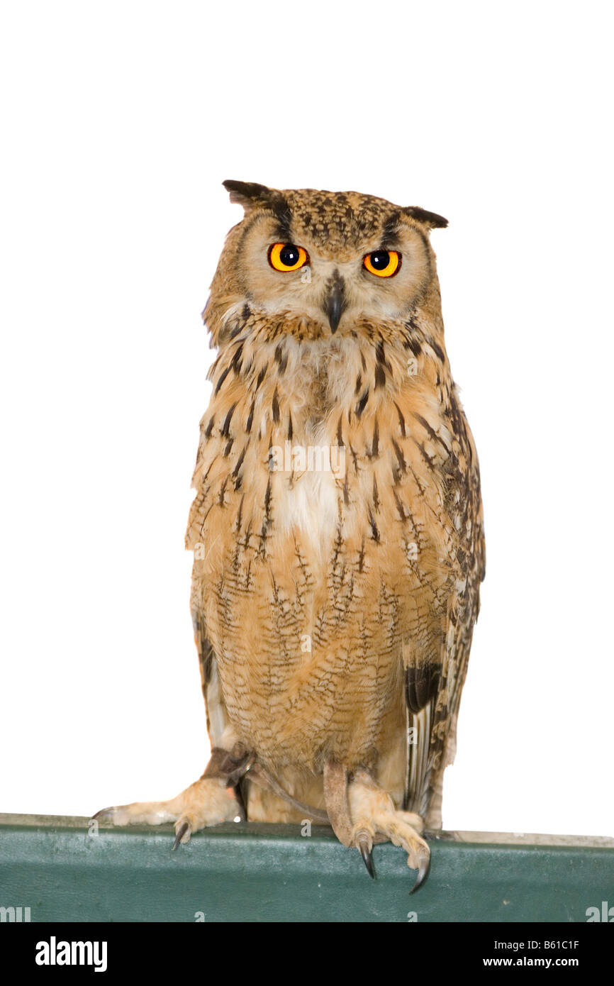 Predatory bird hi-res stock photography and images - Alamy