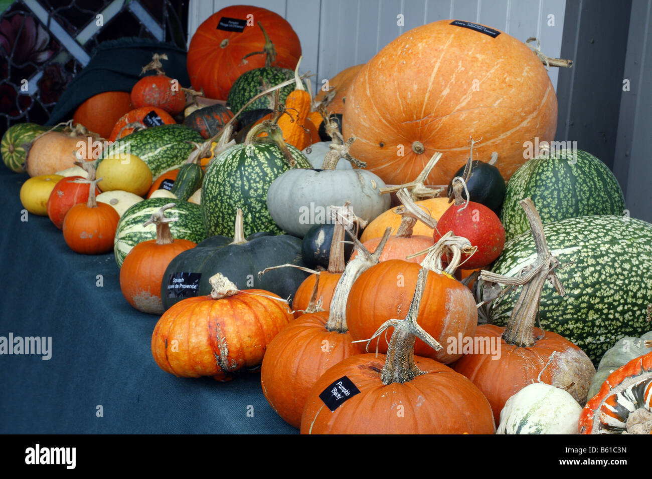 DISPLAY OF PUMPKINS ANJD WINTER SQUASH AT RHS ROSEMOOR GARDEN DEVON ...