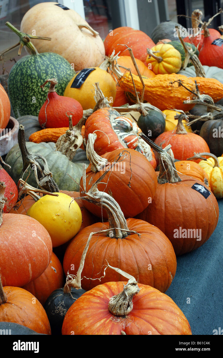 Winter Squash Rhs