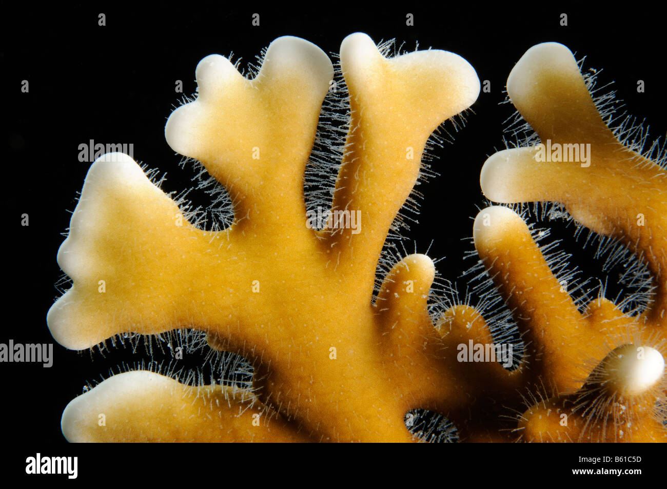 Fire coral hi-res stock photography and images - Alamy