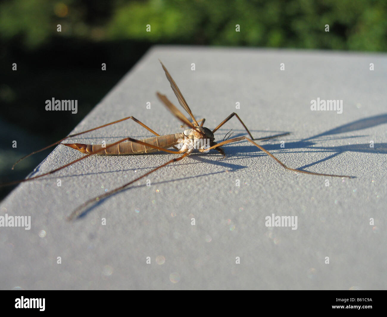 A European crane fly tipula paludosa Stock Photo - Alamy