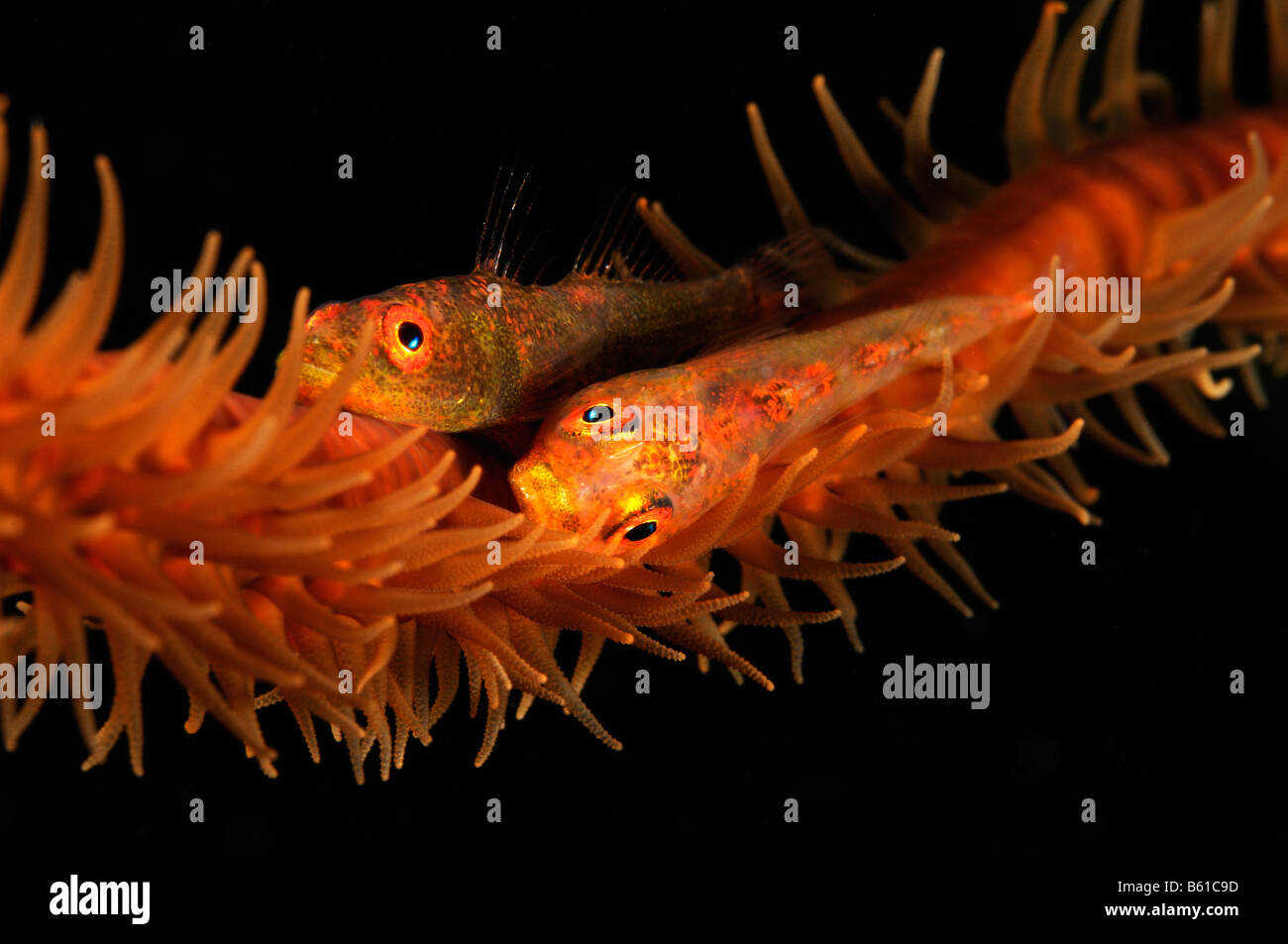 Sea whip goby hi-res stock photography and images - Alamy