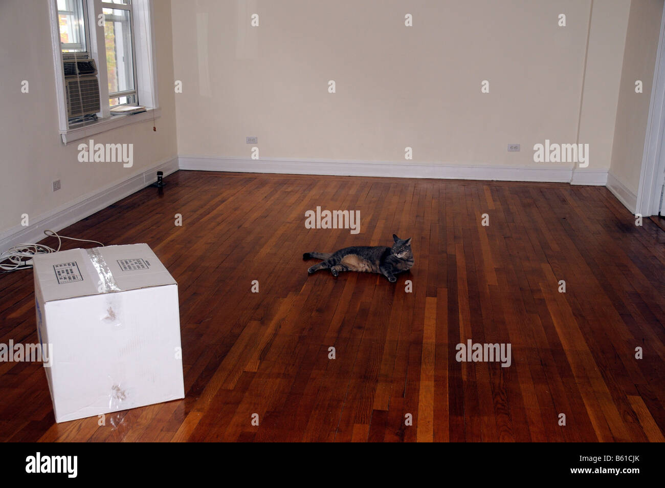 Empty room containing a cat sitting on the wooden floor and cardboard ...