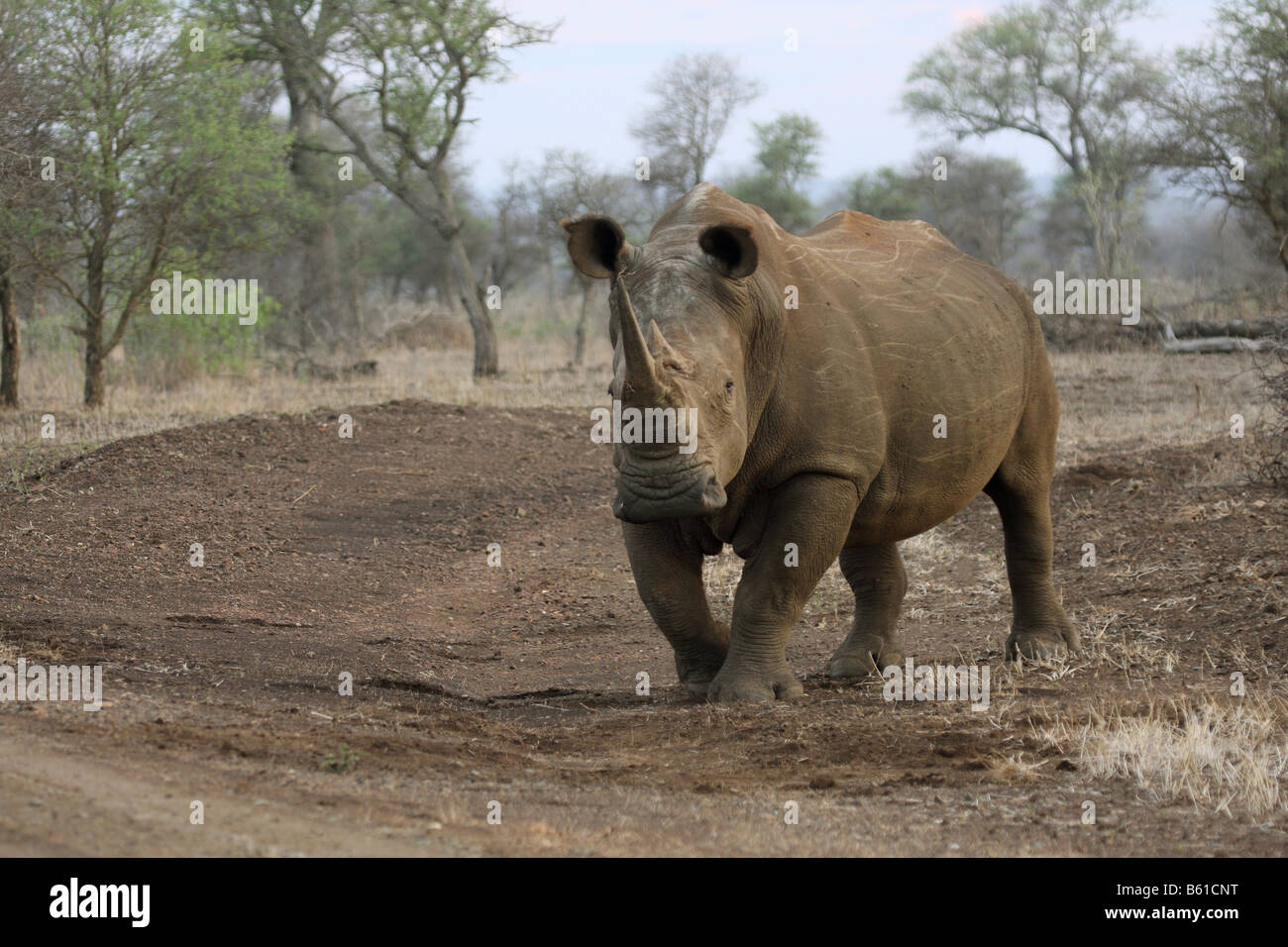 white or grass rhinoceros, single adult male standing at side of road ...