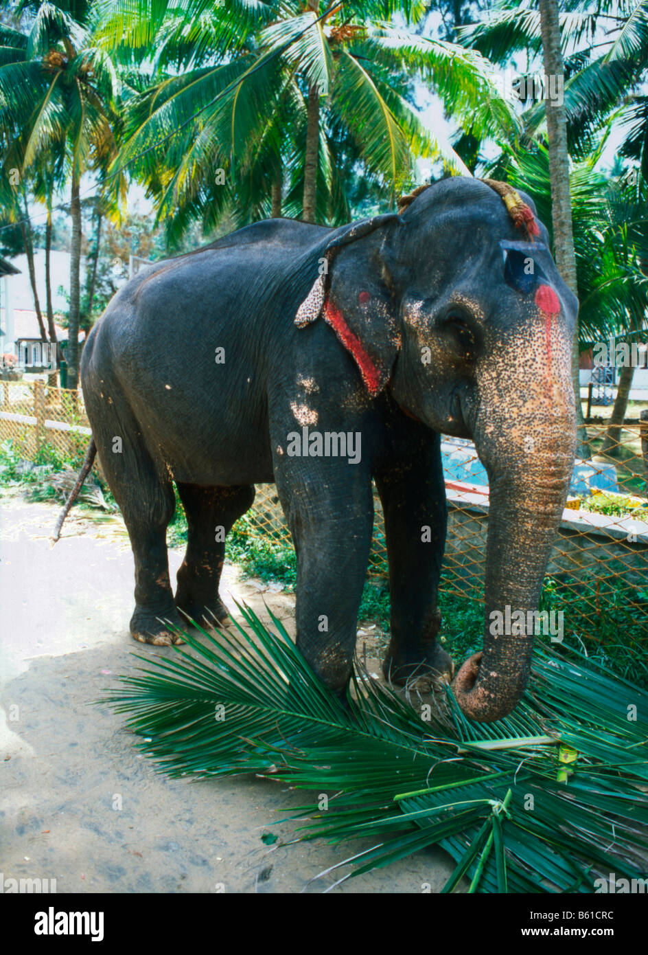 Elsie the Elephant Stock Photo - Alamy