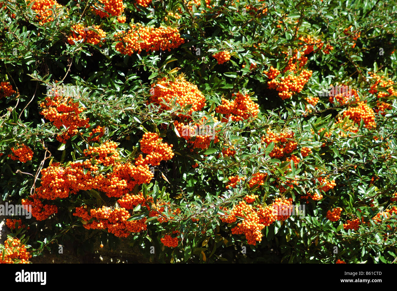 Firethorn Bush (Pyracantha Charmer Stock Photo - Alamy