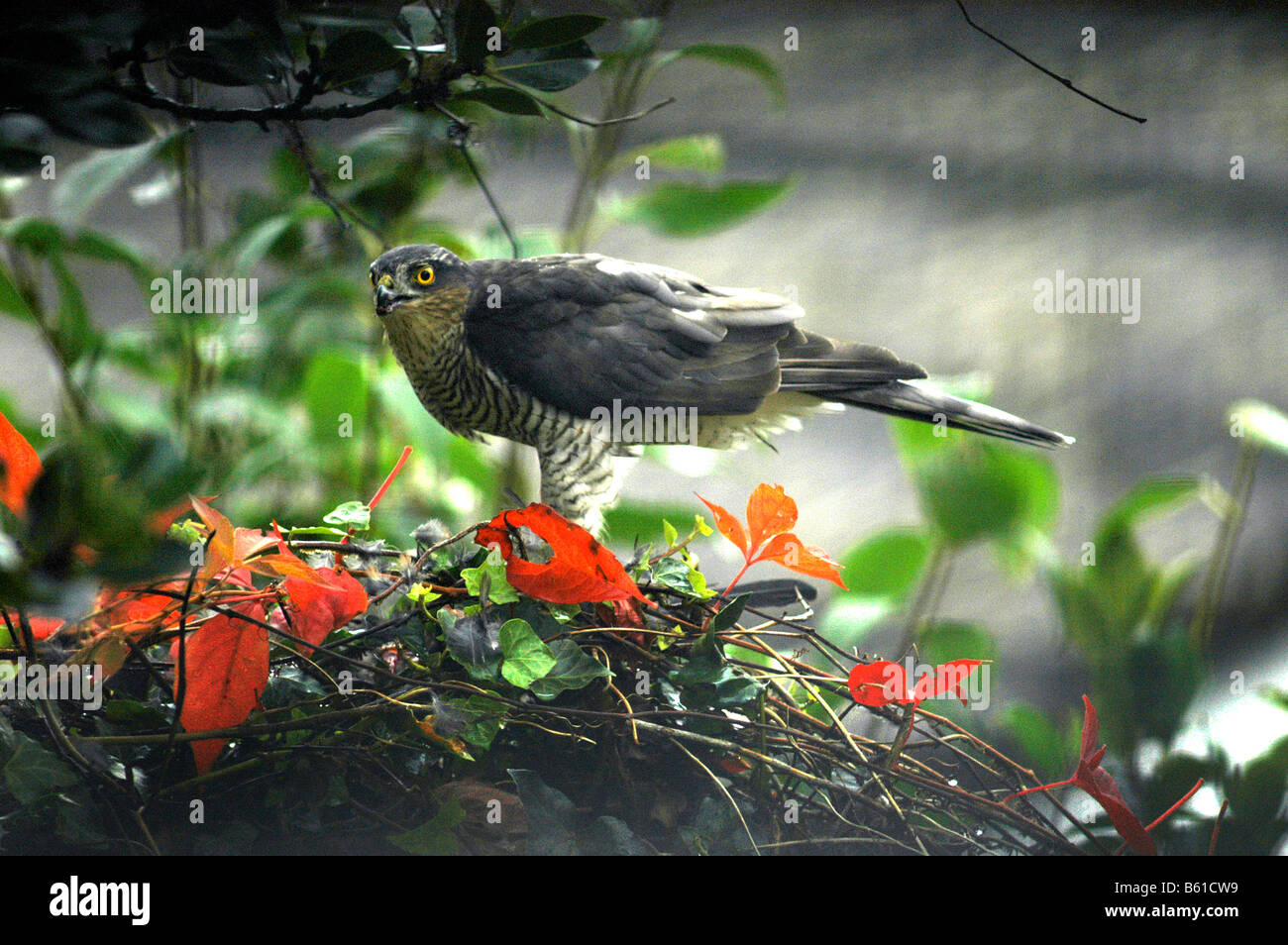 Hedge sparrowhawk hi-res stock photography and images - Alamy