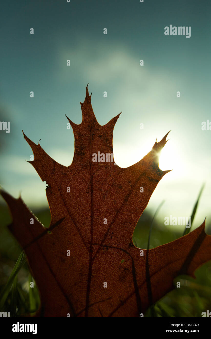 Fallen dead hi-res stock photography and images - Alamy