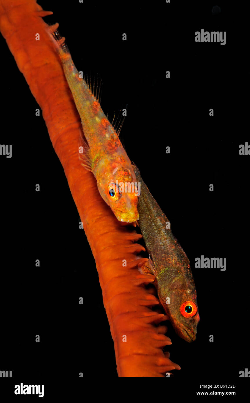 Bryaninops youngei Whip coral goby, Red Sea Stock Photo - Alamy