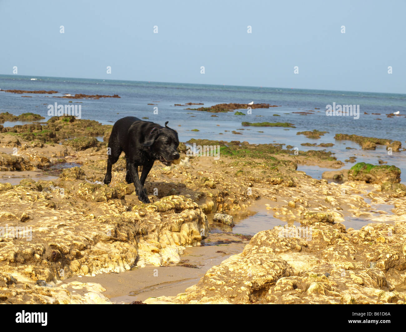 Beautiful Black Labrador dog is enjoying running on the rocks at the ...