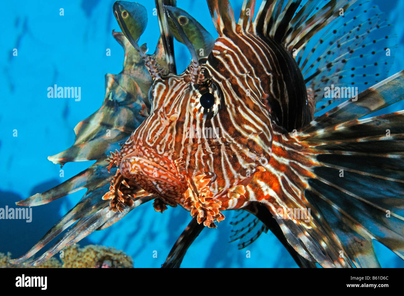 Pterois miles Indian lionfish, Red Sea Stock Photo - Alamy